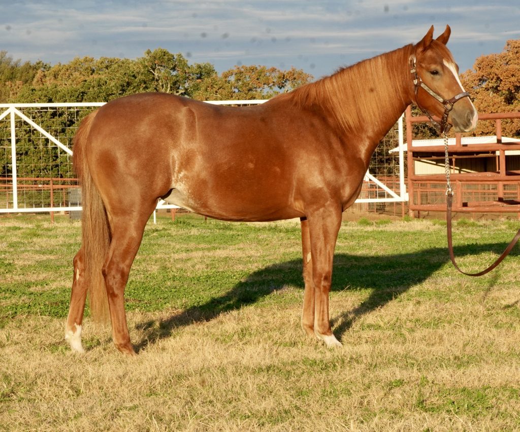 Cutting Horses – 2M Sales